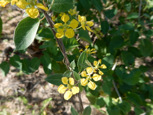 Janusia californica · iNaturalist