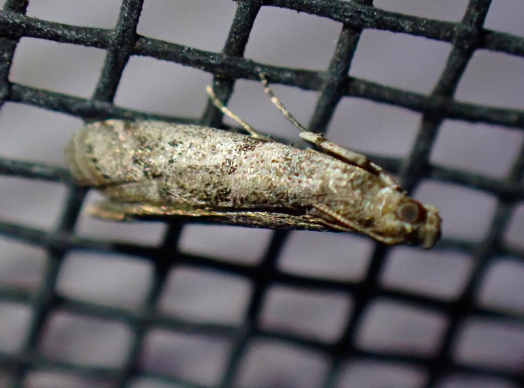 Dusky Raisin Moth from Dunedin, FL, USA on May 28, 2025 at 06:43 AM by ...