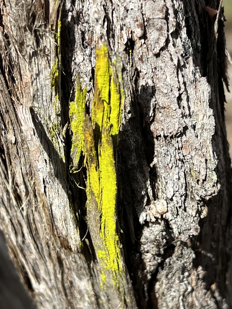 Gold Dust Lichens from Boddingtons West Rd, Cadgee, SA, AU on May 24 ...