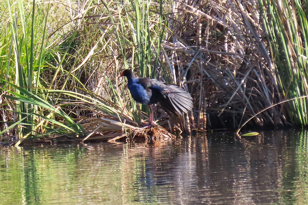Southeastern Australasian Swamphen from Upper Stranger Pond, Tuggeranong, ACT, Australia on May ...