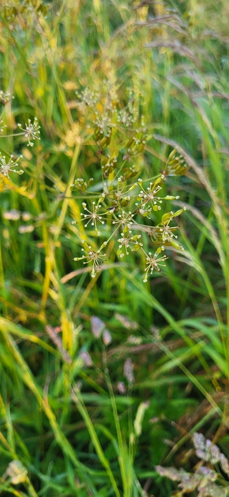 Cow Parsley from Southport PR9 9YL, UK on May 27, 2025 at 08:52 PM by ...