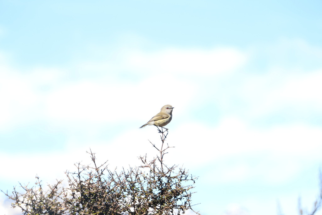Gray Gerygone from Mount Creighton 9371, New Zealand on September 2 ...