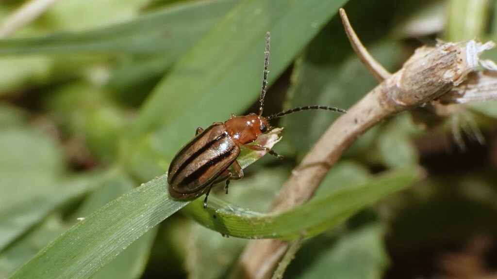 Monolepta sexlineata from Pine Tree Villa, Sargheen, Shimla, Himachal ...
