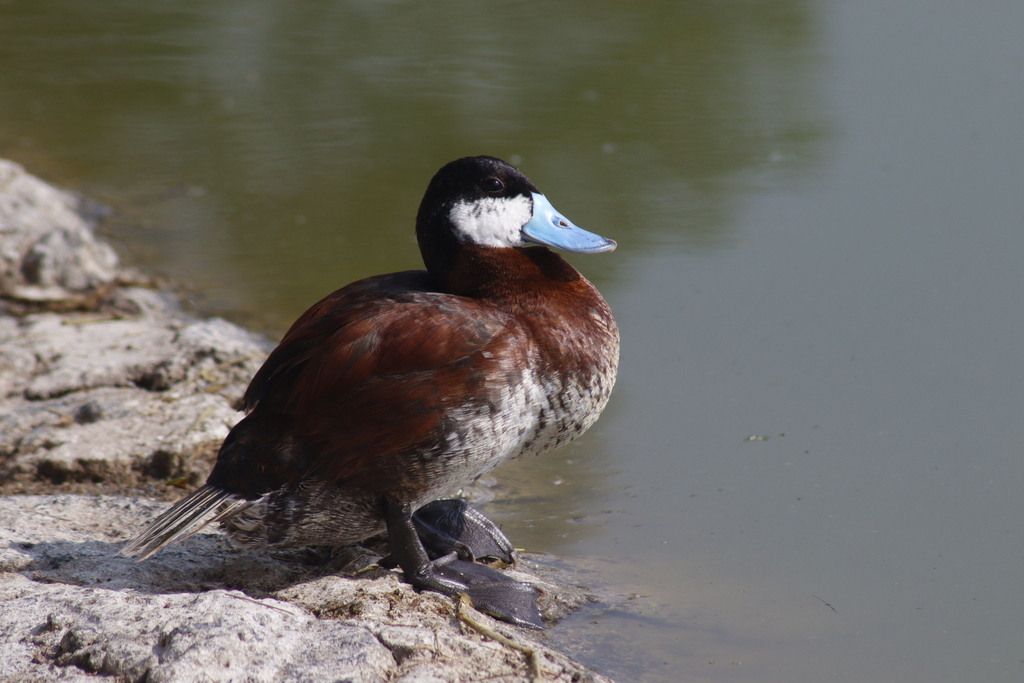 Ruddy Duck from Zoológico de San Juan de Aragón, 07920 Ciudad de México ...