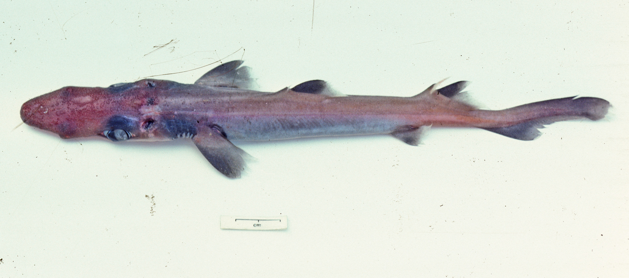 Longsnout Dogfish