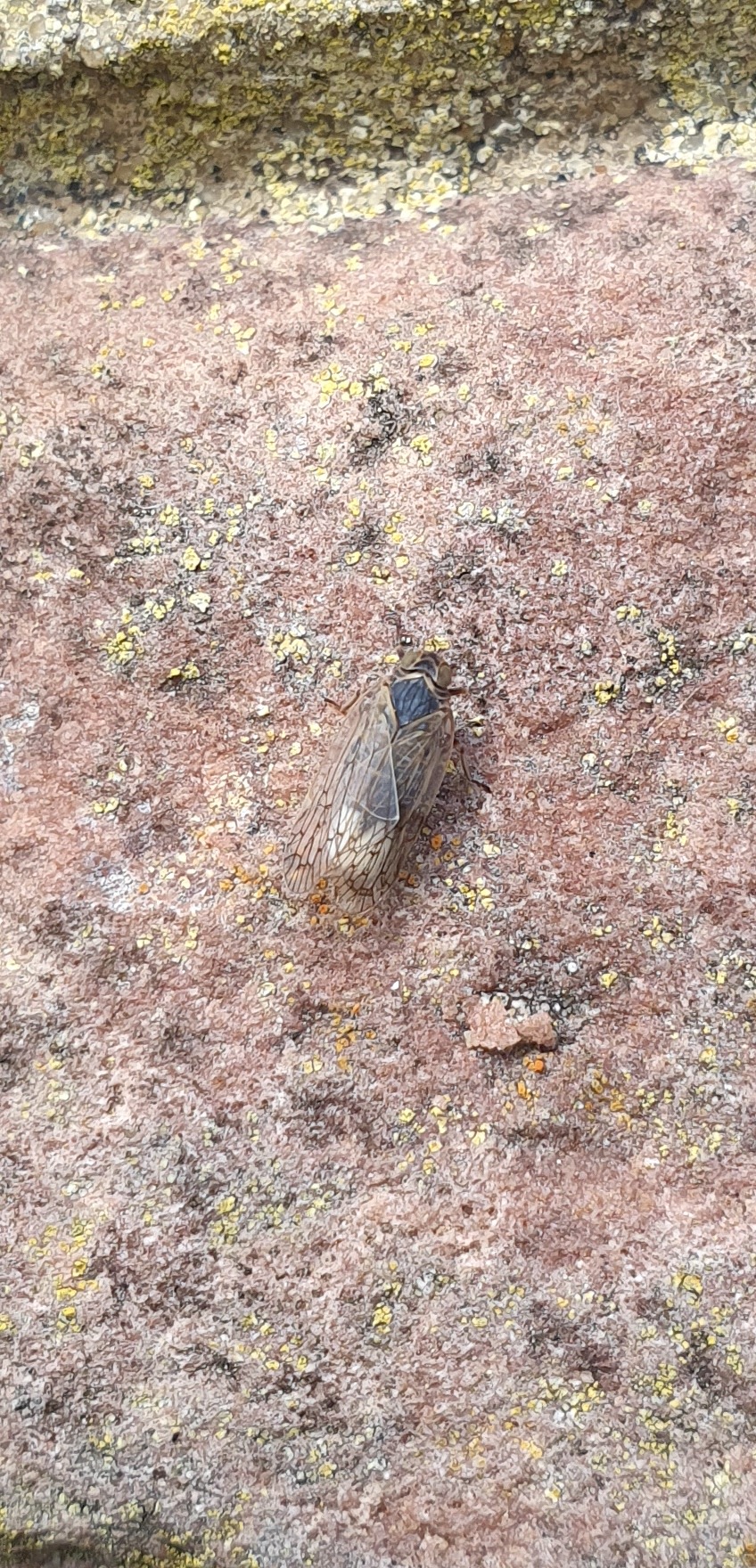 Reptalus quinquecostatus | Insect Vectors of Plant Disease