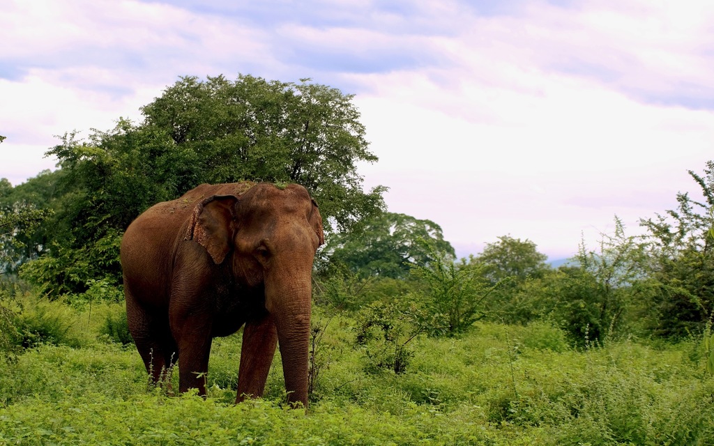 Sri Lankan Elephant in December 2014 by Nils. SAMSUNG CSC · iNaturalist