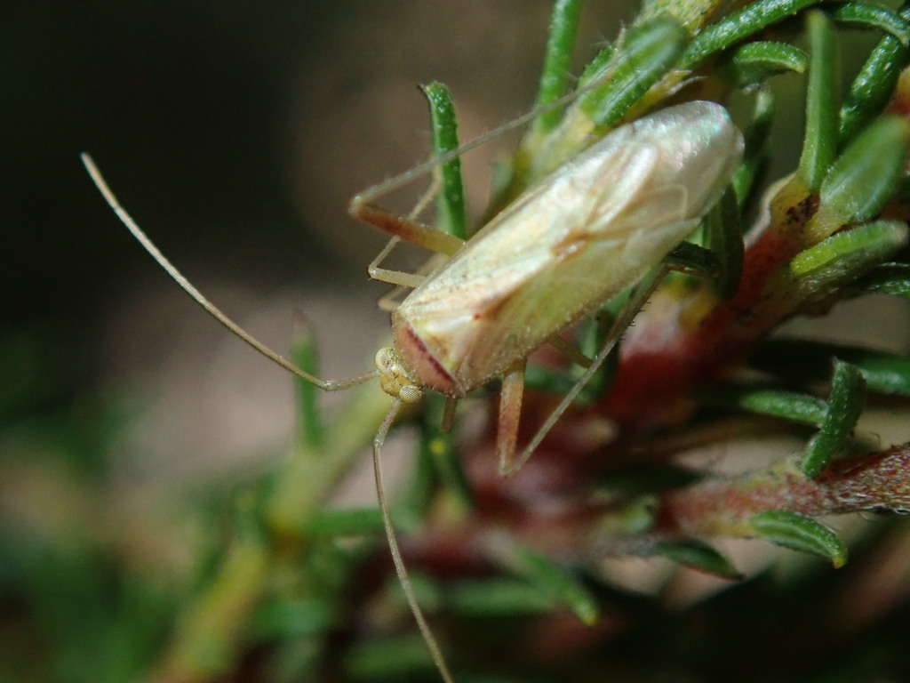 Creontiades dilutus from Dunbogan NSW 2443, Australia on September 8 ...