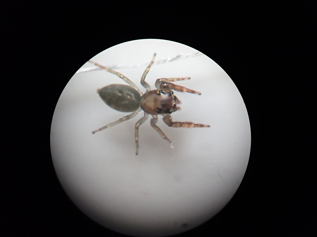 Jumping Spiders from Aokautere, New Zealand on September 13, 2019 at 06 ...