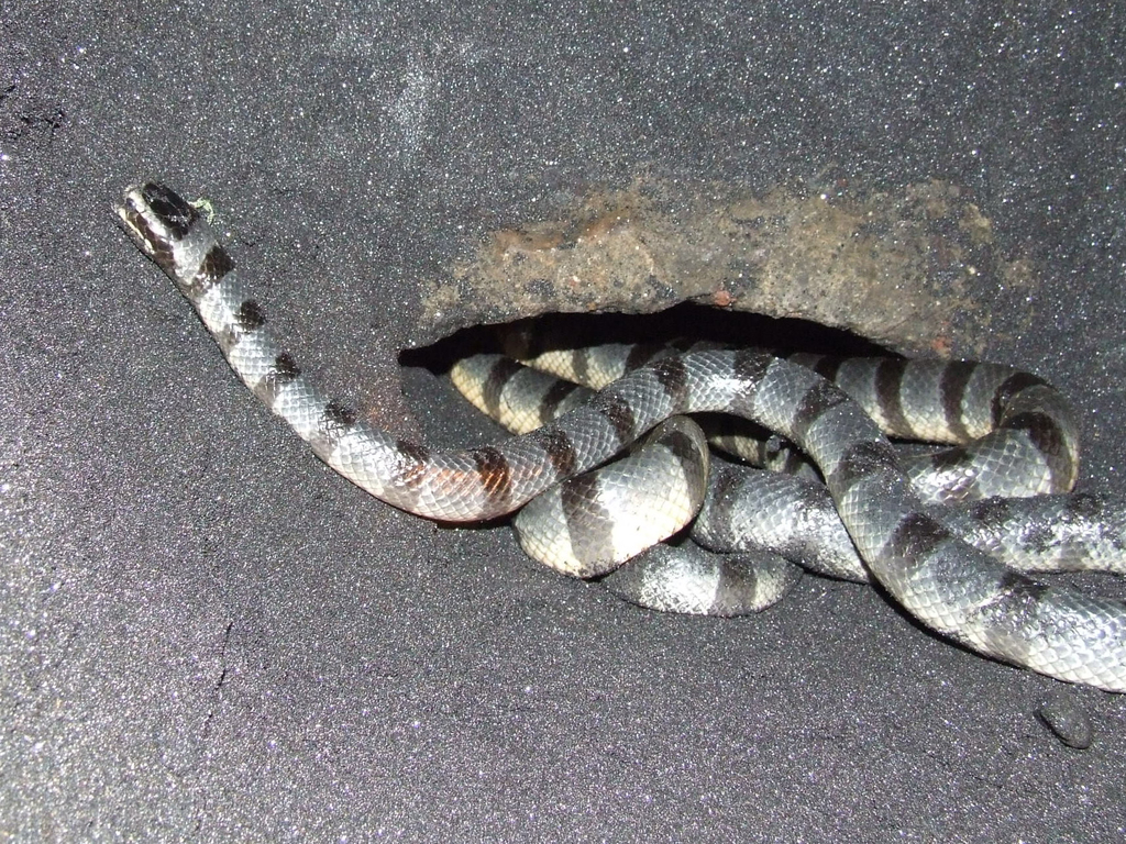 Banded Sea Krait from Karang Asem, ID-BA, ID on August 06, 2006 at 12: ...