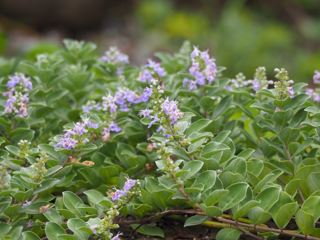 Beach Vitex (Vitex rotundifolia) - Botanical Realm