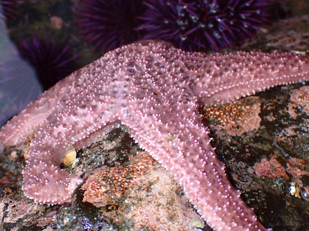 Giant Pink Sea Star from Humboldt County, CA, USA on May 28, 2025 at 06 ...