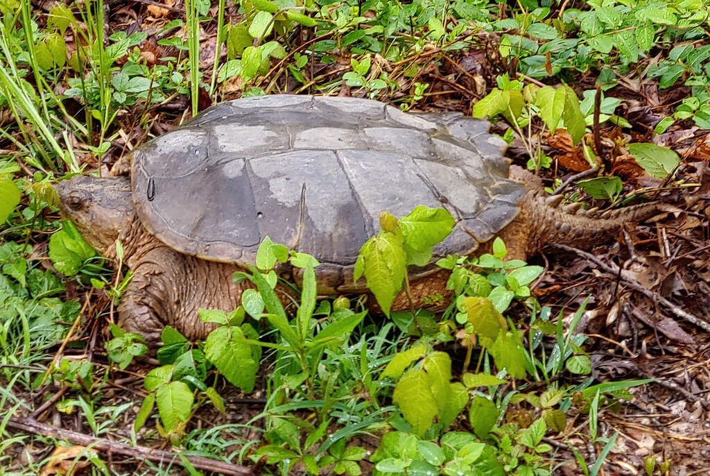 Common Snapping Turtle from Mountain Park, GA, USA on May 28, 2025 at ...