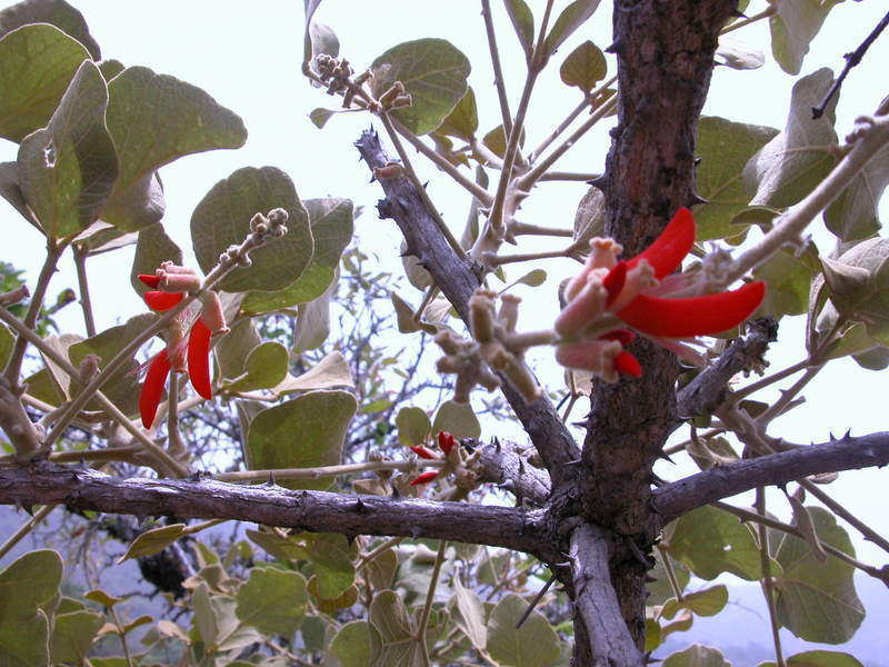 (Erythrina sigmoidea) - Botanical Realm