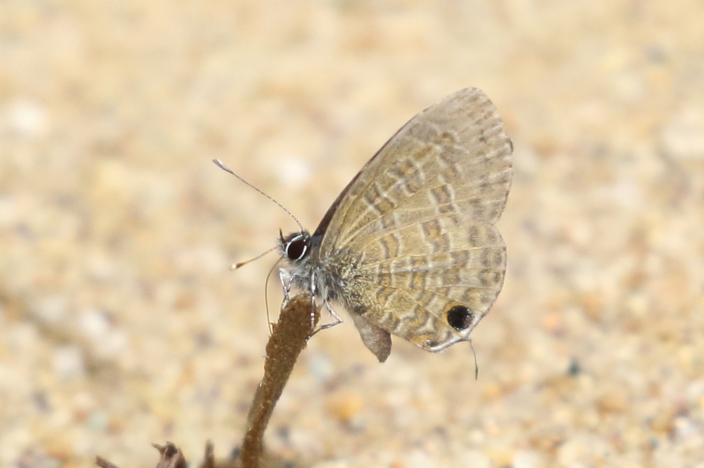 Common Line Blue from Pahang, Malaysia on July 31, 2019 at 05:42 PM by ...