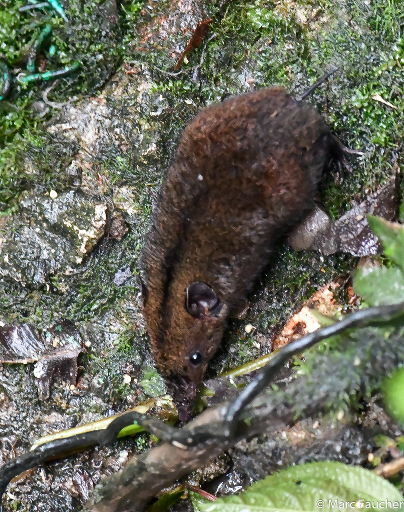 Bornean Short-tailed Gymnure from Kinabalu Park, Ranau, Sabah, Malaysia ...