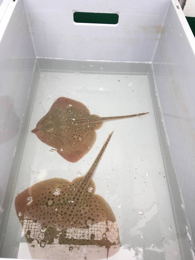 Spotted Skate on August 30, 2007 at 02:12 PM by justindefever · iNaturalist