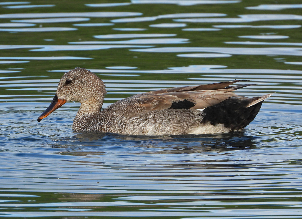 Gadwall from Maple Cross, UK on May 28, 2025 at 06:09 PM by Paul Lewis ...