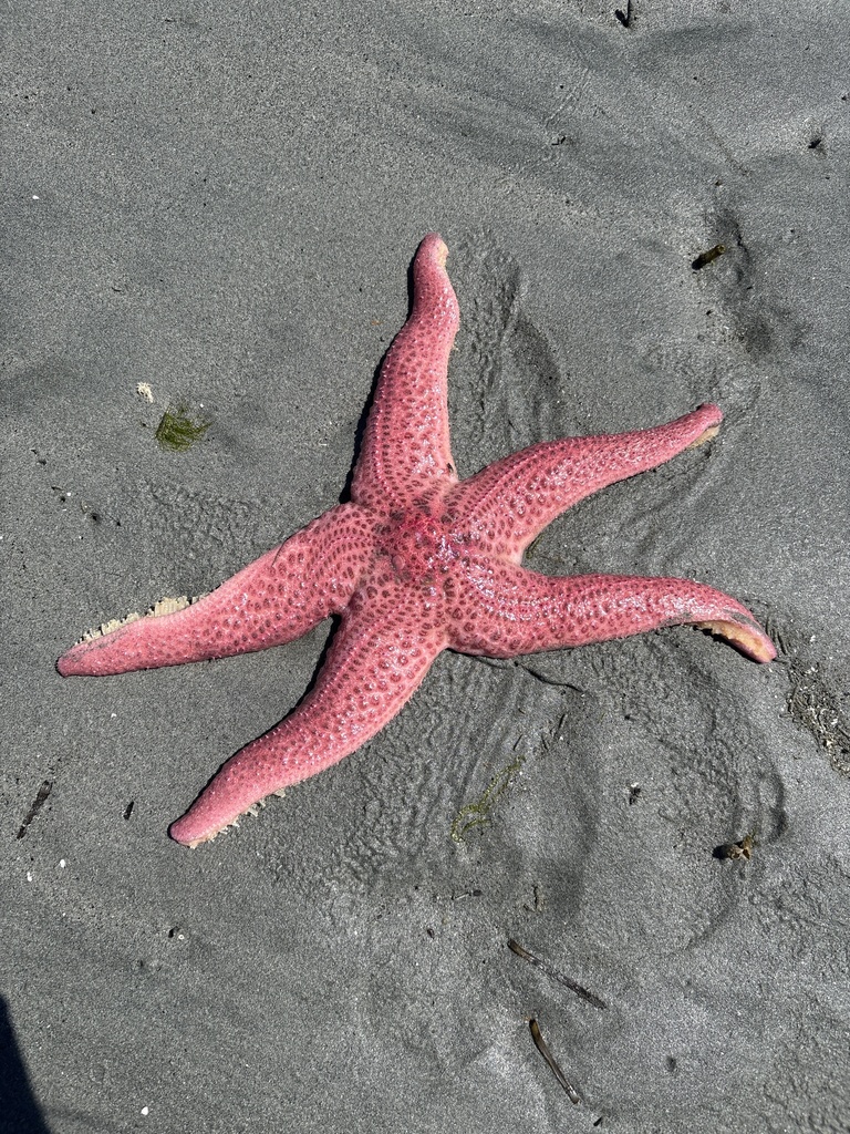 Giant Pink Sea Star from Salish Sea, Lantzville, BC, CA on May 28, 2025 ...