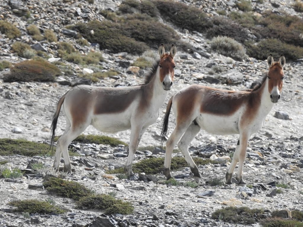 Kiang from 172114, India on August 14, 2018 at 09:52 AM by Sahana M ...