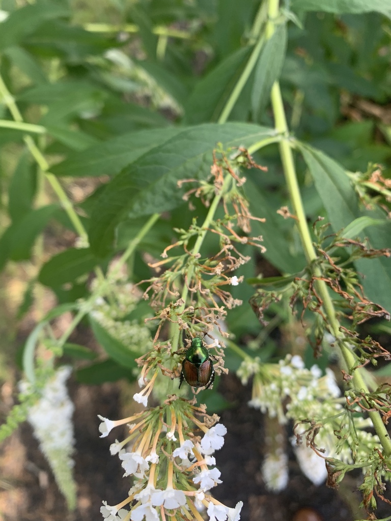 Japanese Beetle from Newburgh, NY on August 13, 2024 at 04:17 PM by ...