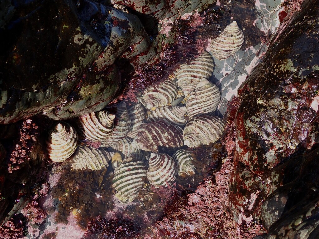 Cart-Rut Shell from Sandy Beach NSW 2456, Australia on May 27, 2025 at ...