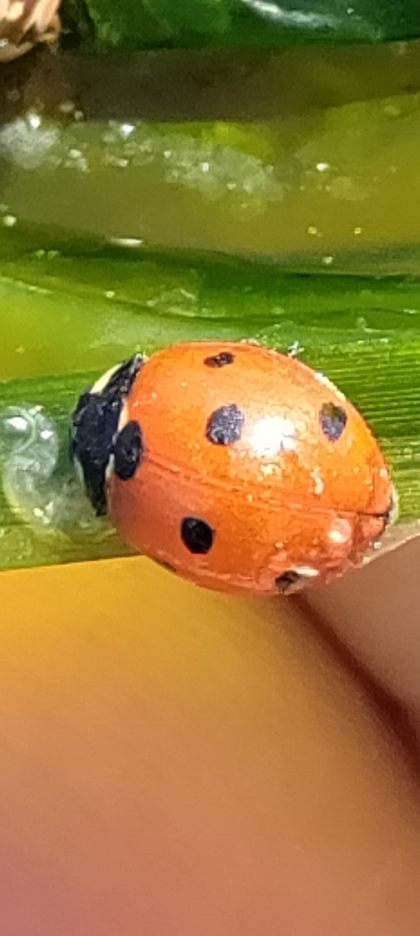 Seven-spotted Lady Beetle from Seattle, WA, USA on May 28, 2025 at 01: ...