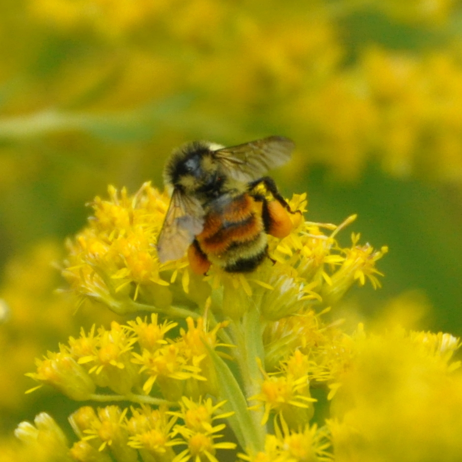 Tricolored Bumble Bee from Douglas County, WI, USA on September 06 ...
