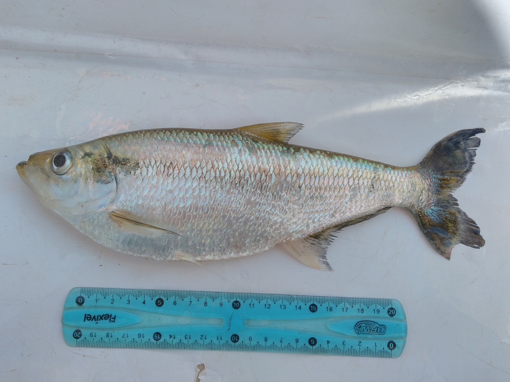 (Pellona flavipinnis) - Marine Life Identification
