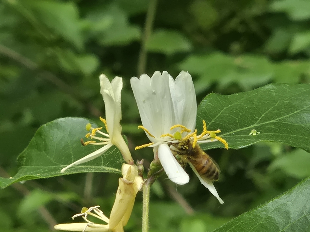 Western Honey Bee from Ames, IA, USA on May 28, 2025 at 04:25 PM by ...
