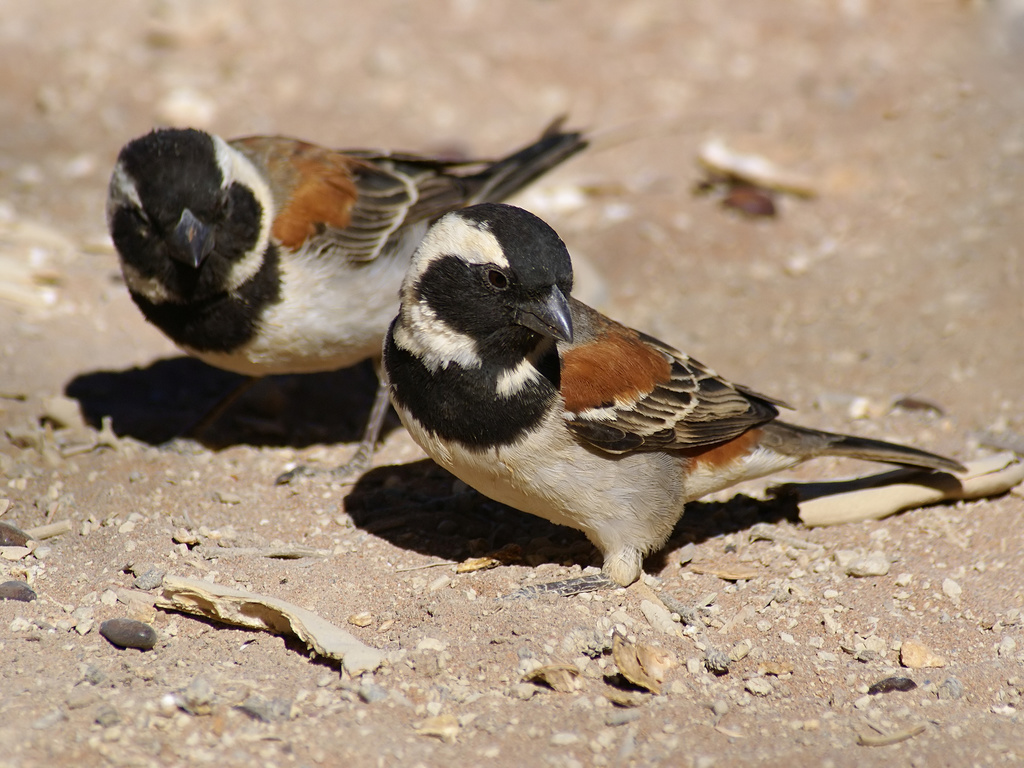 Old World Sparrows (Passeridae) - Avian Discovery