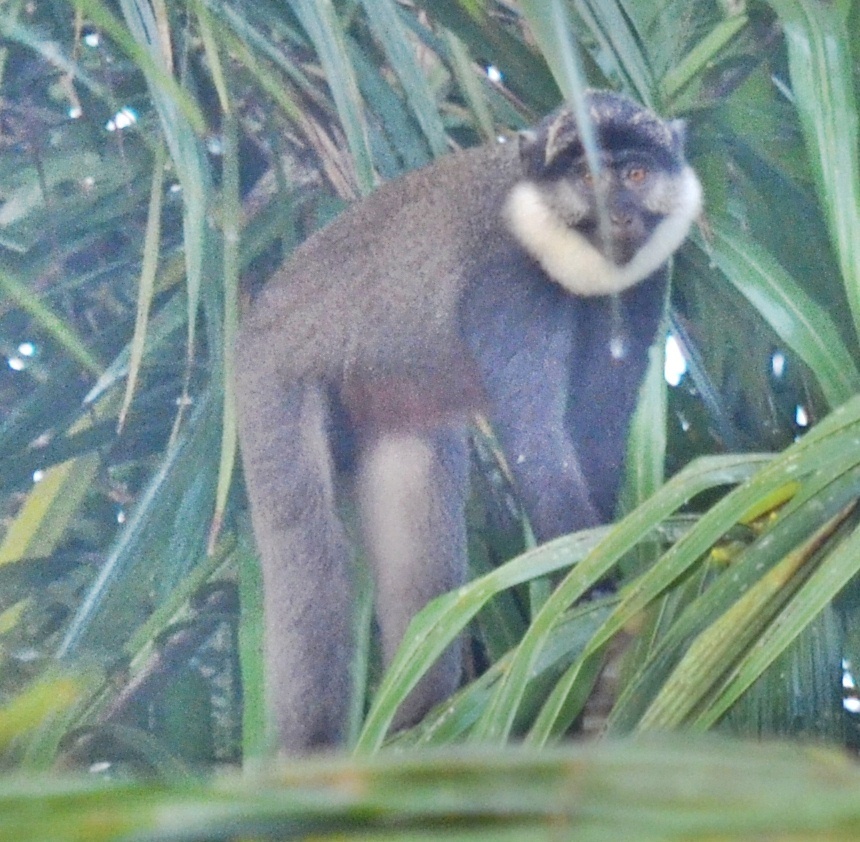 Red-bellied Monkey in February 2014 by ONG ODDB · iNaturalist