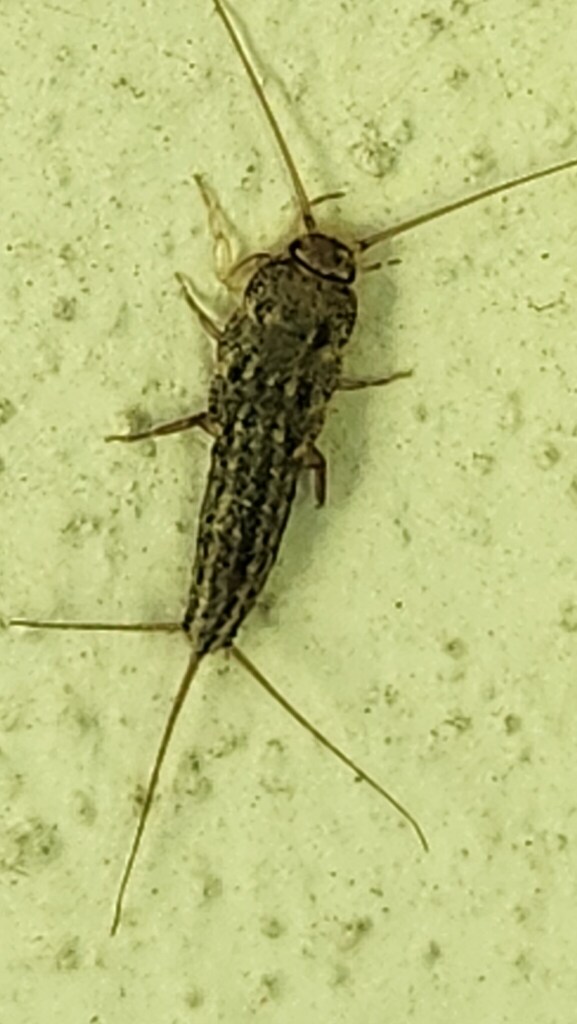 Four-lined Silverfish from Fort Washington, MD 20744, USA on May 25, 2025 at 08:41 AM by Sue ...