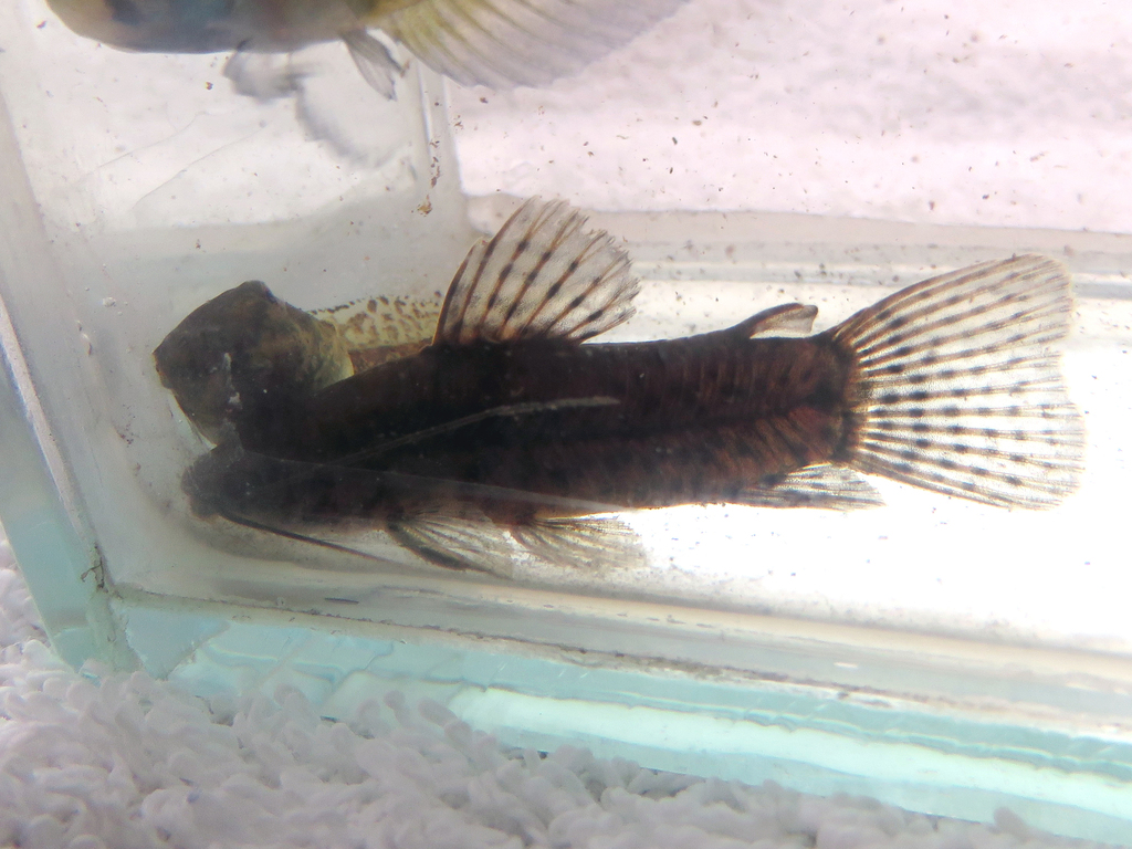 Dwarf Hoplo (Lepthoplosternum pectorale) - Marine Life Identification