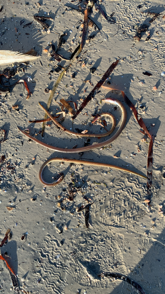 Longfinned Worm Eel from Brownlow Ki, SA, AU on May 29, 2025 at 08:26 ...