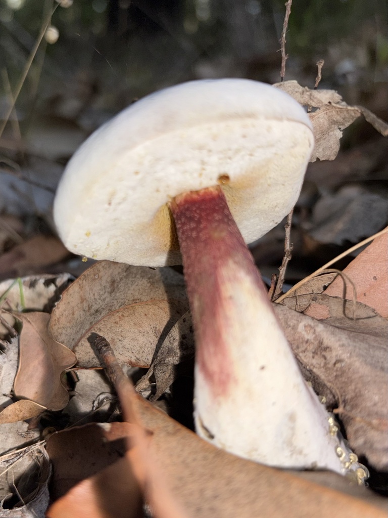rhubarb bolete from Bramley National Park, Bramley, WA, AU on May 28 ...
