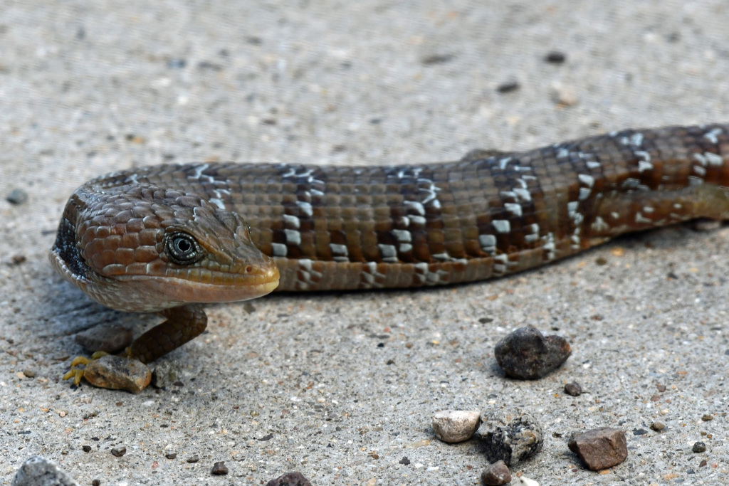 Texas Alligator Lizard from Big Bend National Park, Brewster, Texas ...