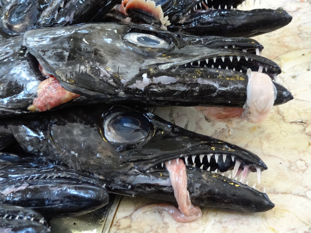 (Aphanopus) - Marine Life Identification