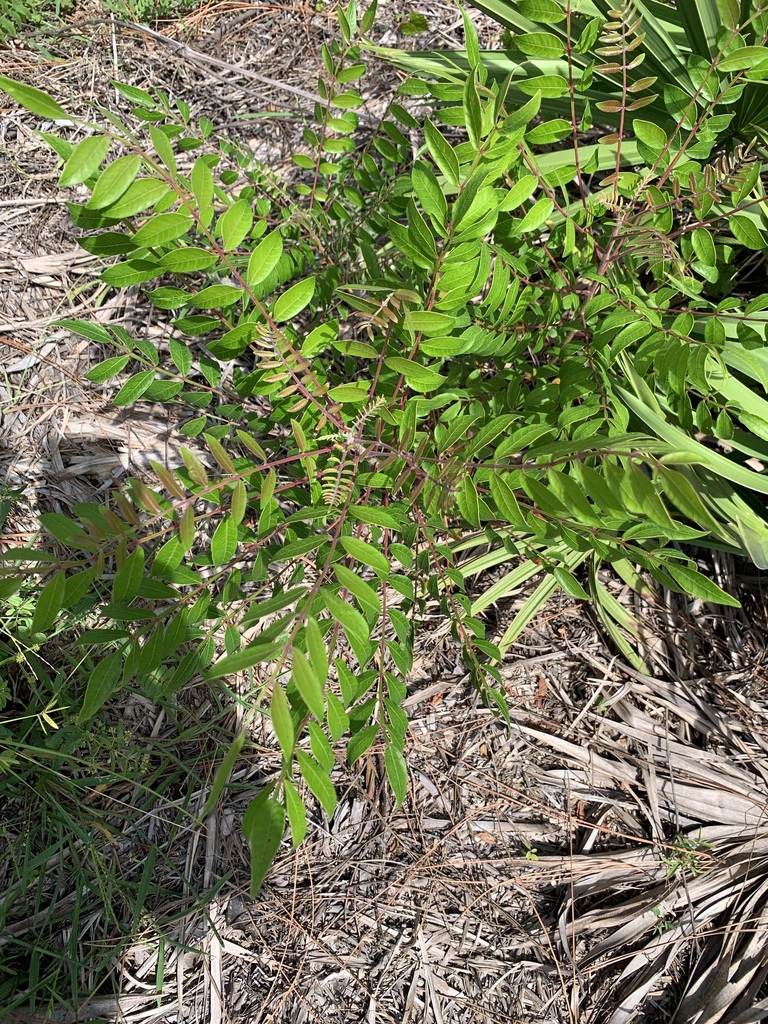 shining sumac from Florida Gulf Coast University, Fort Myers, FL, US on ...