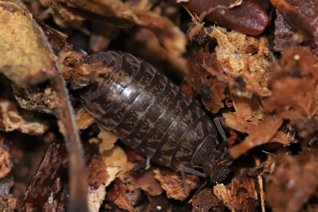 Protracheoniscus politus (Isopods of Germany (Asseln Deutschlands ...
