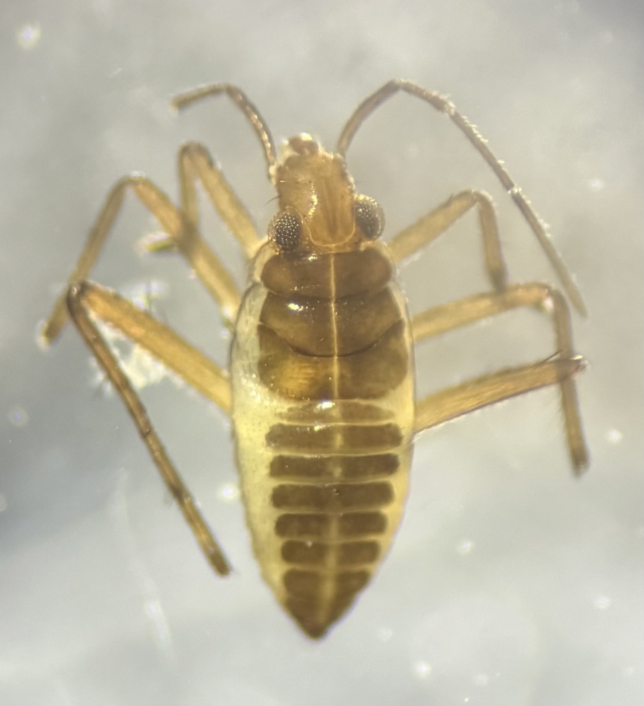 Mulsant's Water Treader from Orlando International Airport, Orlando, FL ...