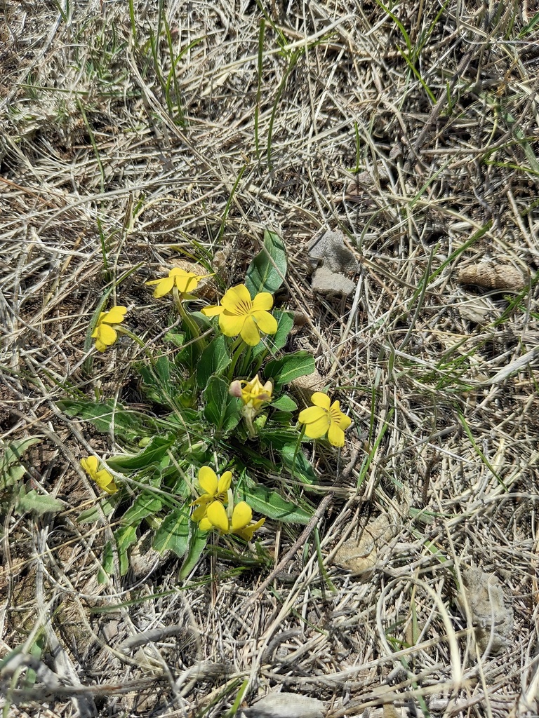 Nuttall's Violet from Custer County, SD, USA on May 4, 2025 at 11:06 AM ...