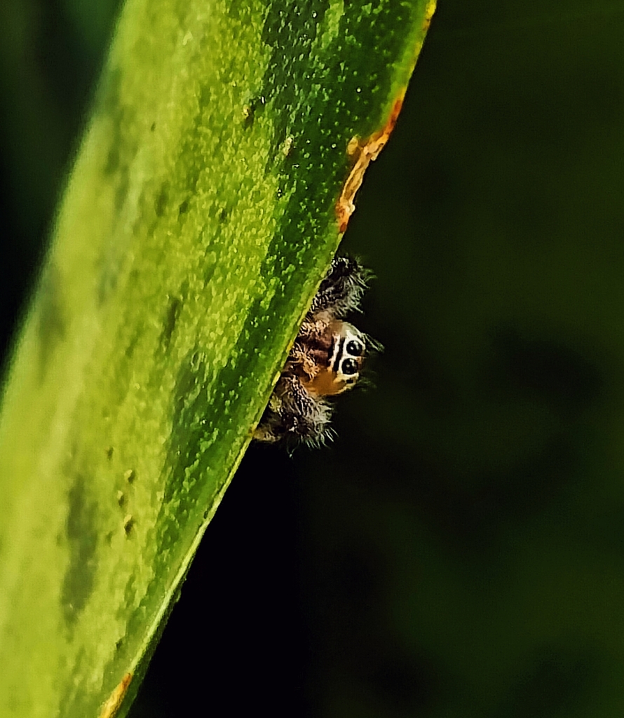 Thyene imperialis from Nagpur Division, Maharashtra, India on May 29 ...
