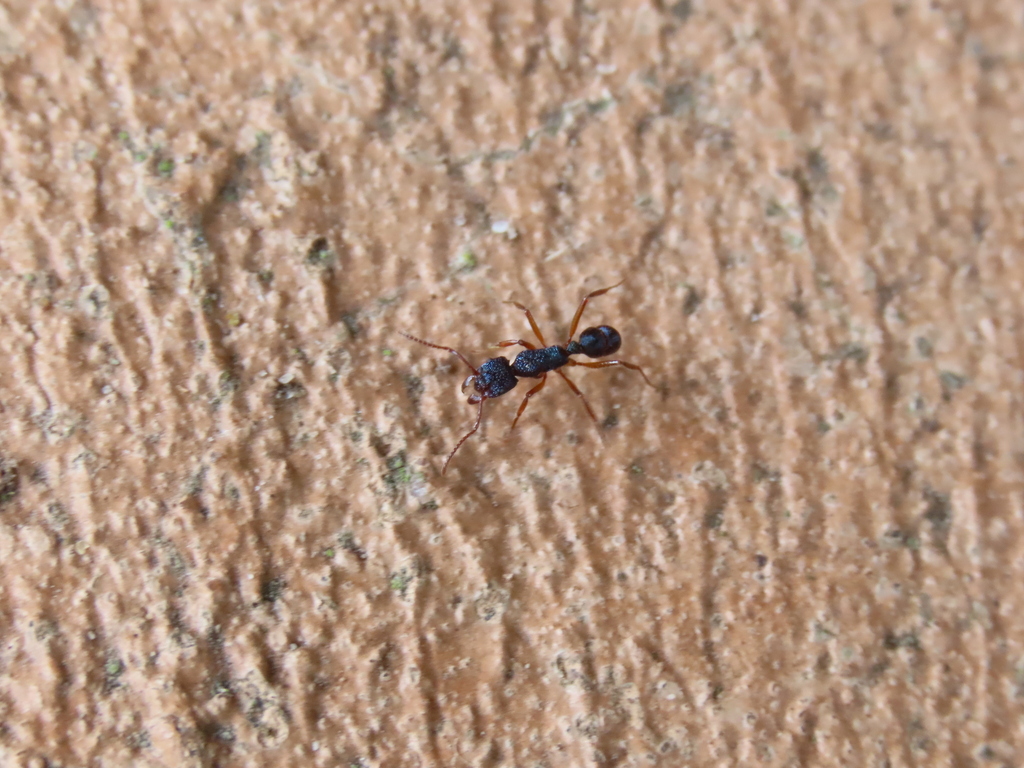 Pony Ants in May 2025 by specedex · iNaturalist