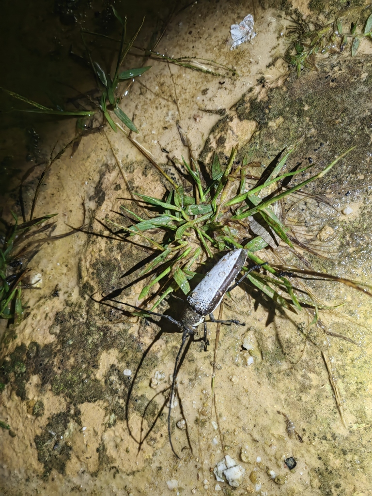 Apriona brunneomarginata from 马来西亚沙巴建宁欧 on May 2, 2025 at 08:27 PM by ...