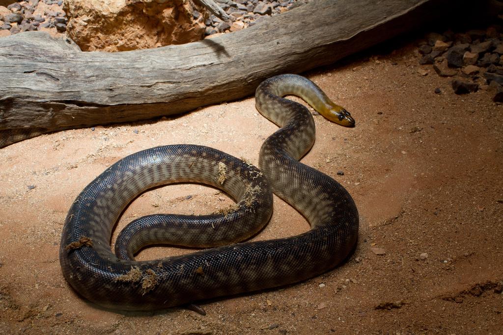 Ramsay's Python (California Academy of Sciences, Water Planet Gallery ...