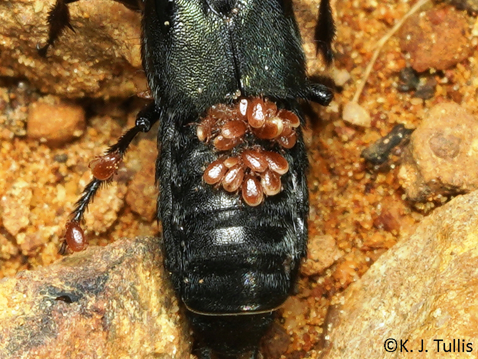 Macrochelidae from Narrikup WA 6326, Australia on April 20, 2025 at 02: ...