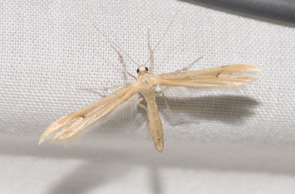 Western Plume Moth from Mono, California, United States on July 27 ...