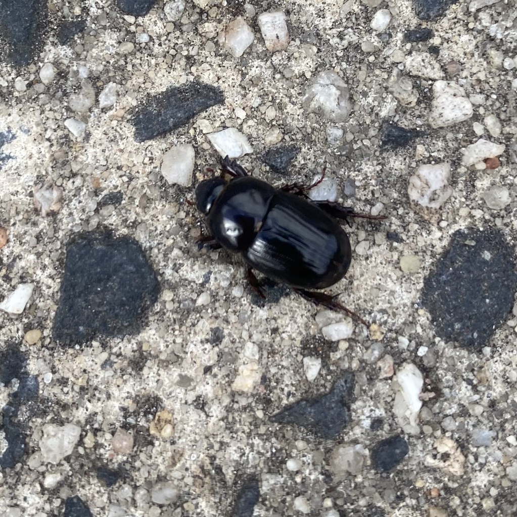 African Black Beetle from Grantham St, Brunswick West, VIC, AU on May ...
