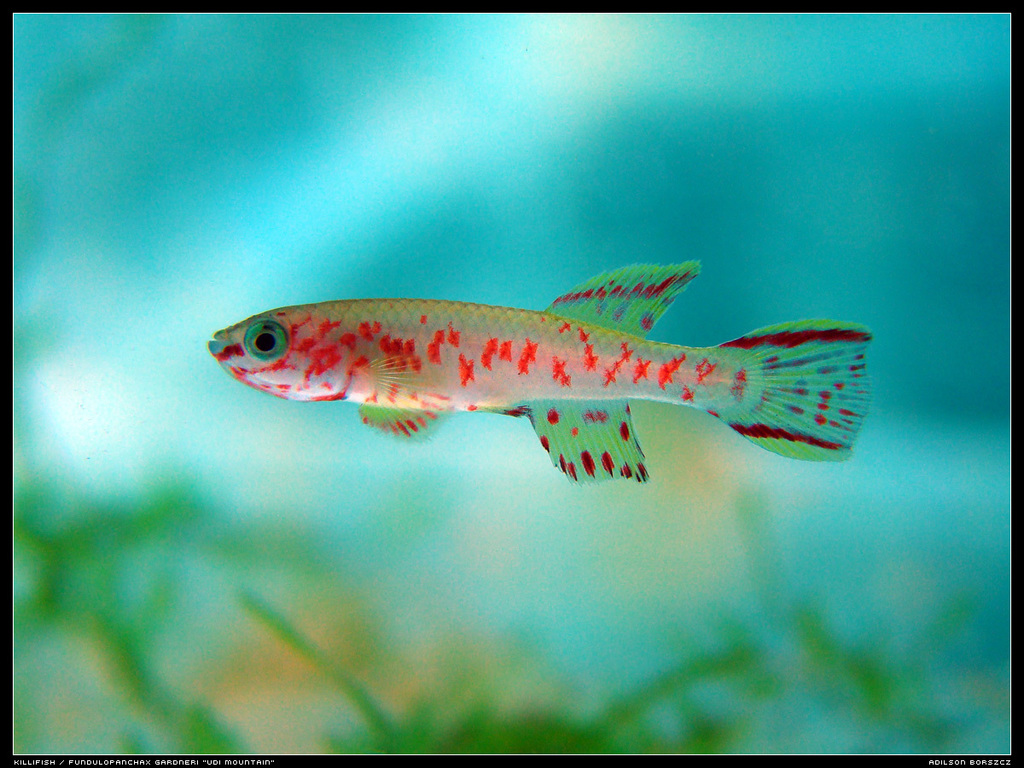 Killifish (Water Planet- WP07- Aquarium Section 2/Lower Level ...